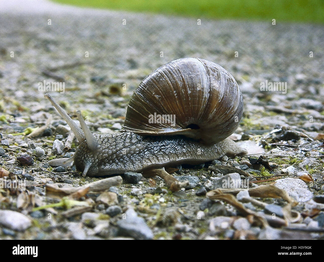 Escargot de poumon terrestre Banque de photographies et d’images à ...