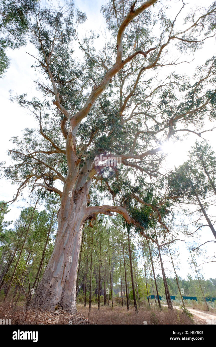 Eucalyptus tree europe Banque de photographies et d’images à haute résolution - Alamy