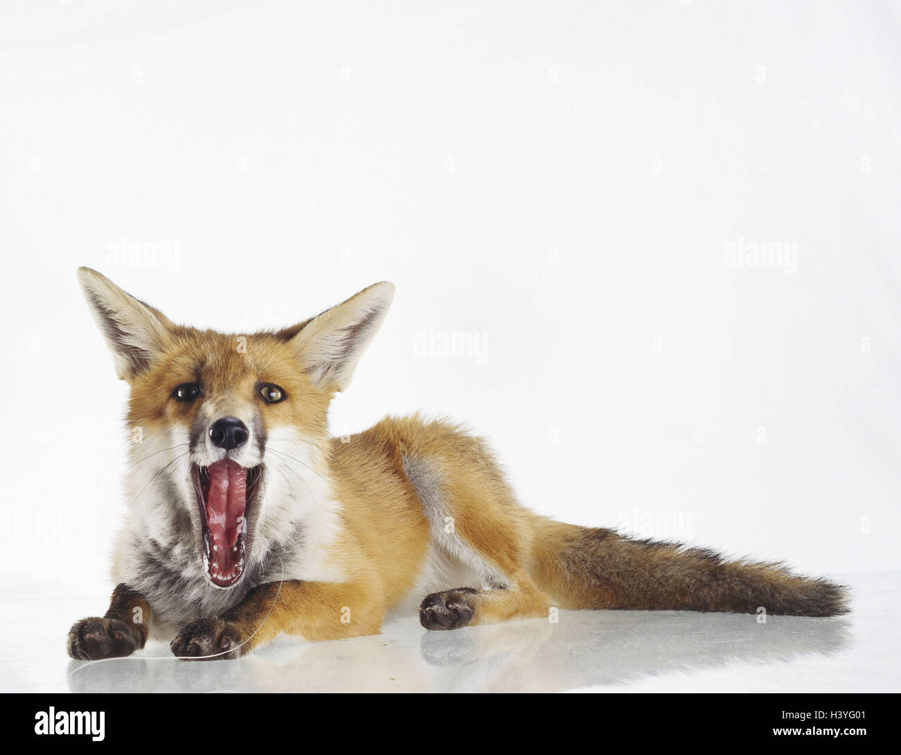 Le renard roux, Vulpes vulpes, bâiller mammifères, mammifères, animaux ...