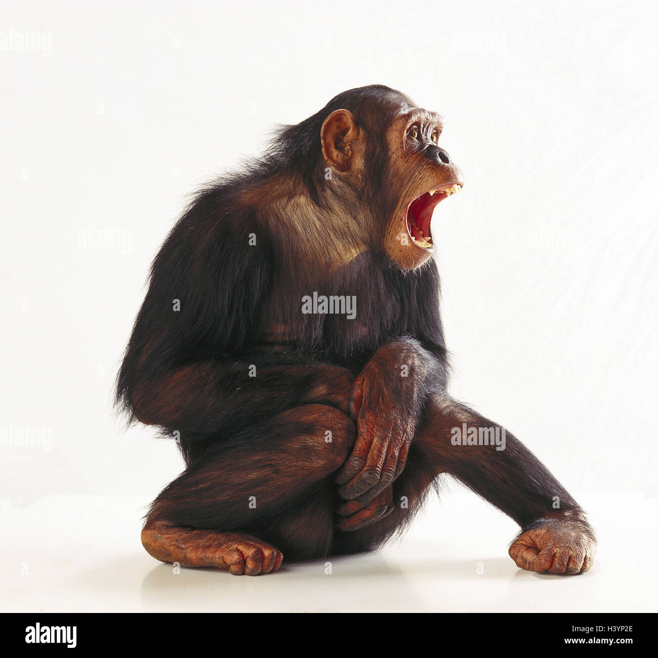 Play ape Banque de photographies et d’images à haute résolution - Alamy