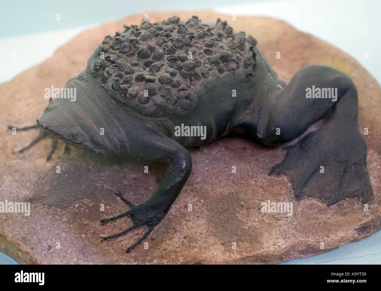 Crapaud commun du suriname Banque de photographies et d’images à haute ...