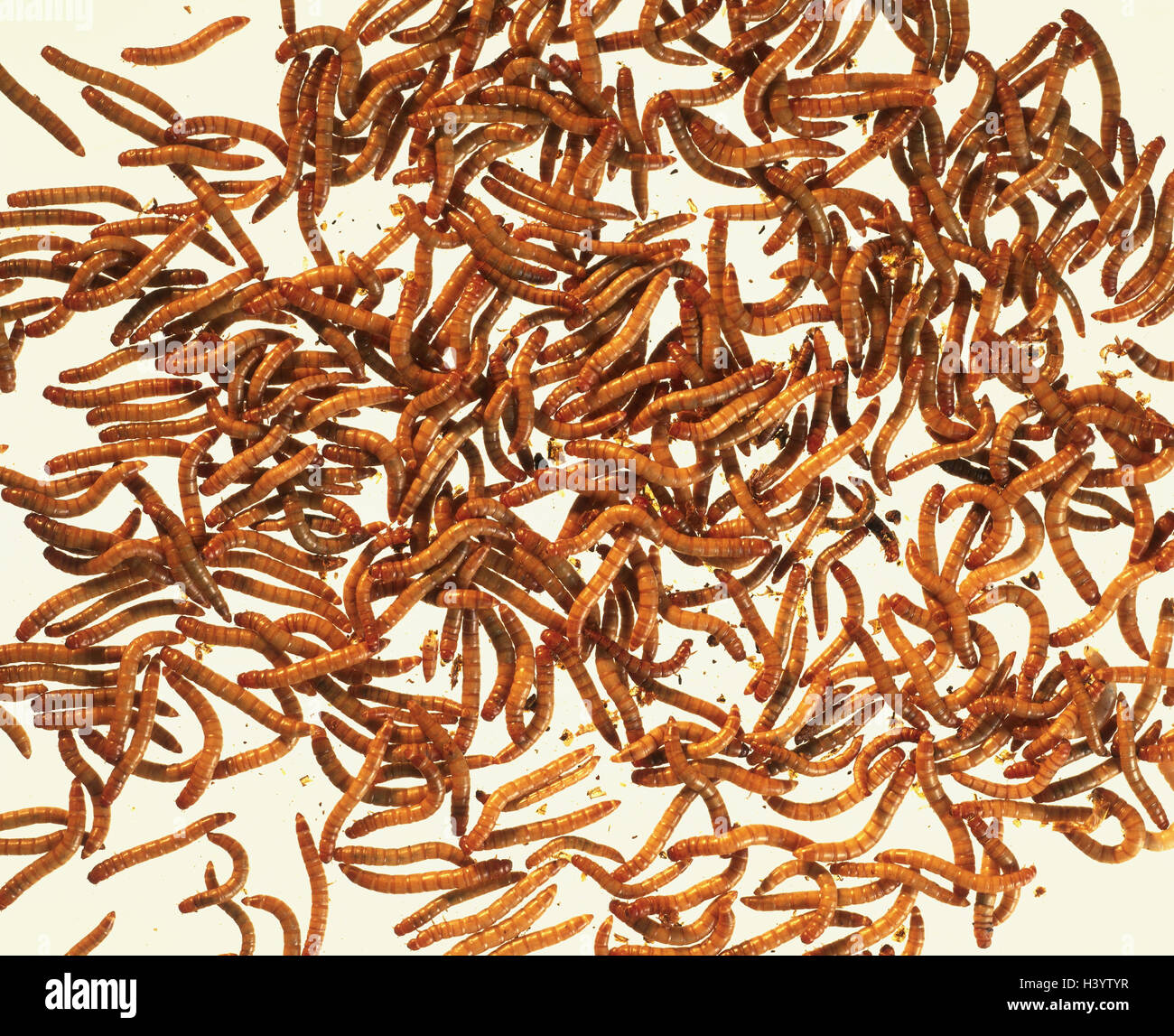 Les larves des vers de farine, Tenebrio molitor, des vers, des insectes ...