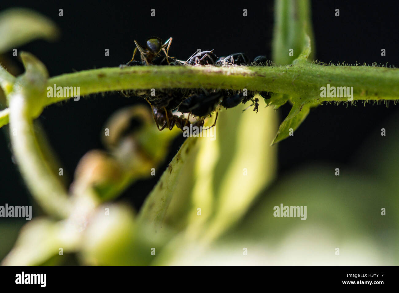 Fourmis de jardin traire haricot noir puceron aphis fabae Banque de ...