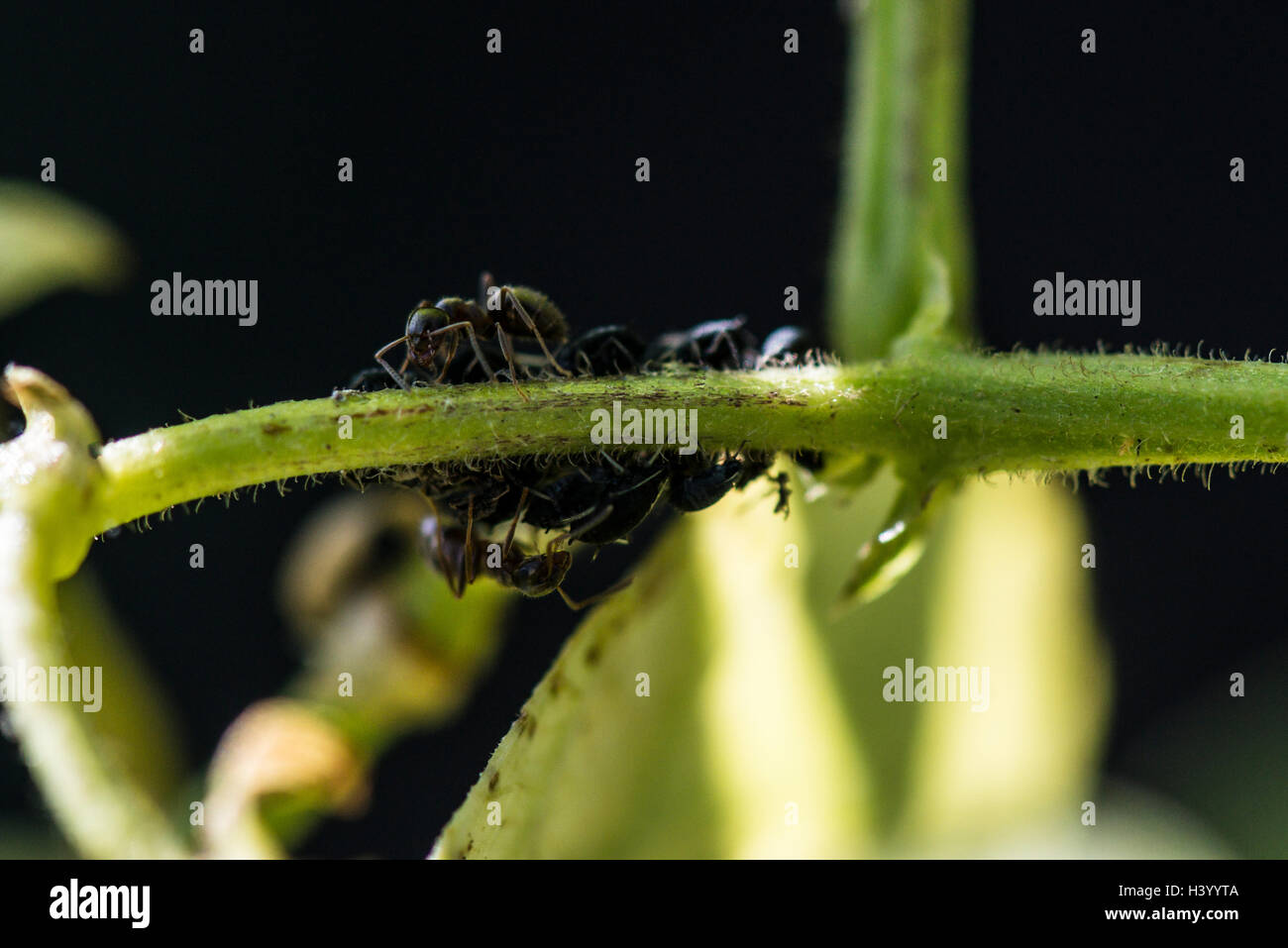 L'élevage des fourmis puceron noir de la fève sur un bean plant Photo ...