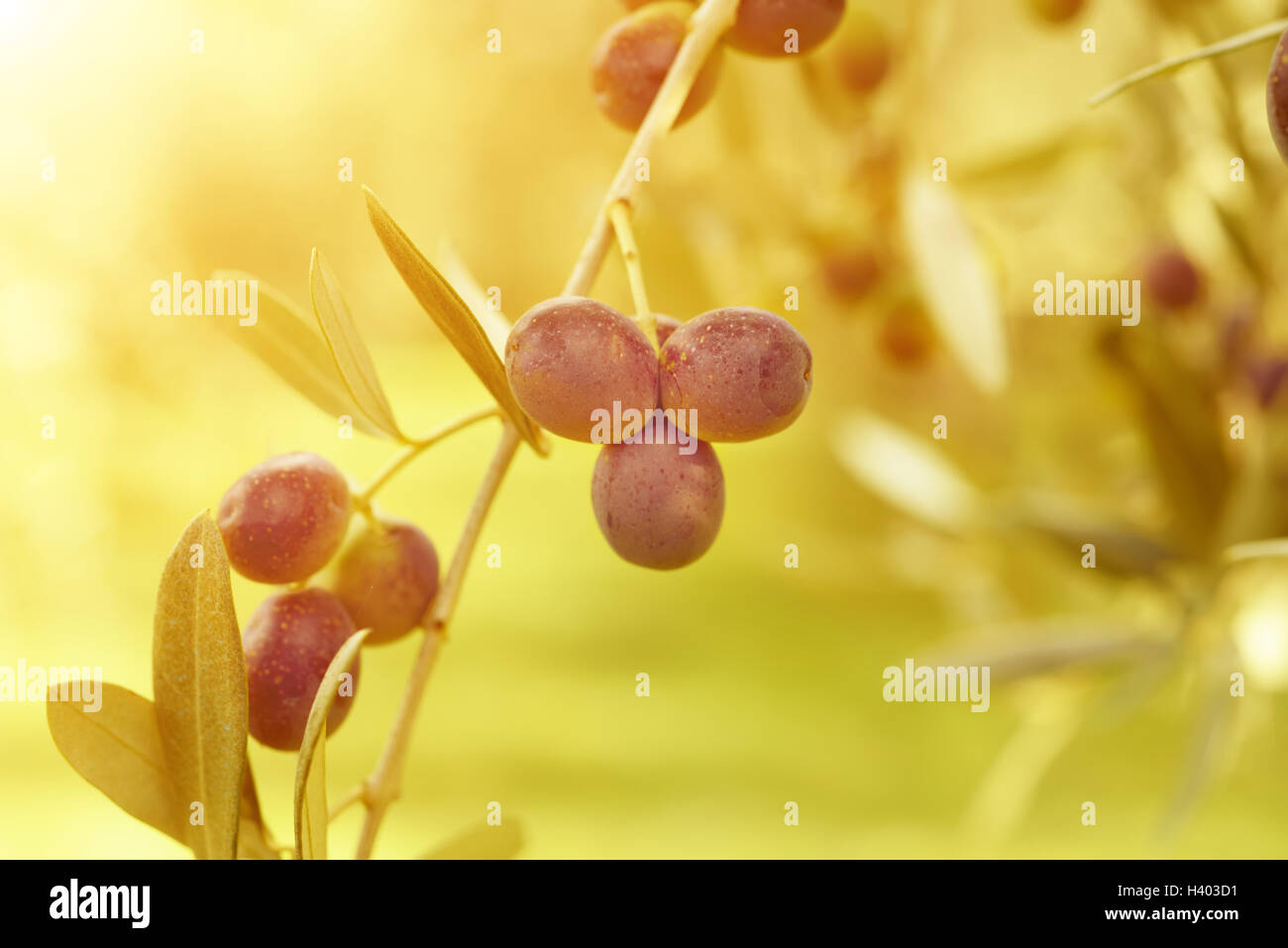 Arbre généalogique olive avec des fruits Photo Stock - Alamy