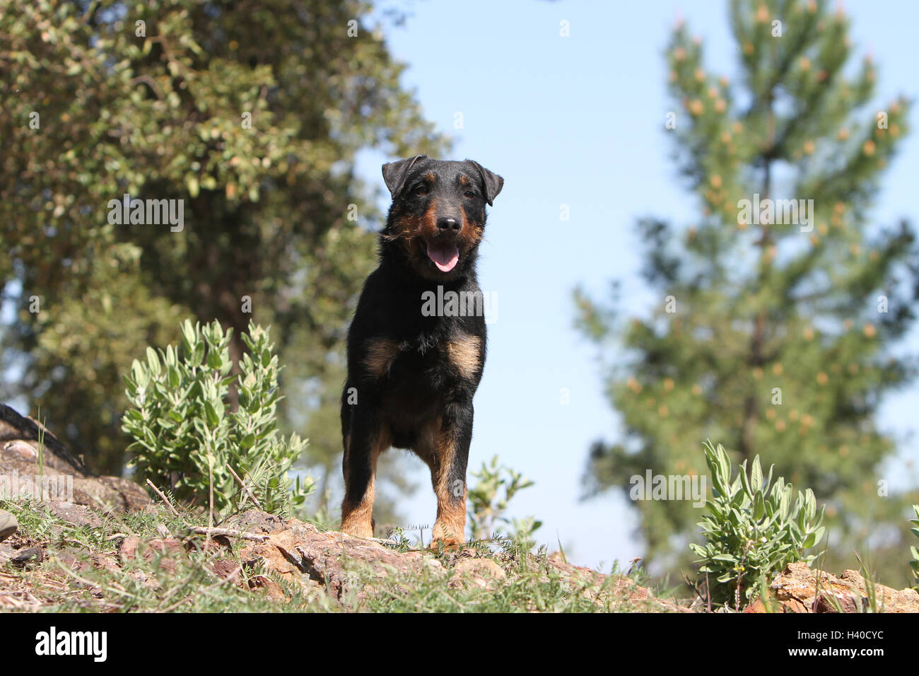 Jagd terrier Banque de photographies et d’images à haute résolution - Alamy