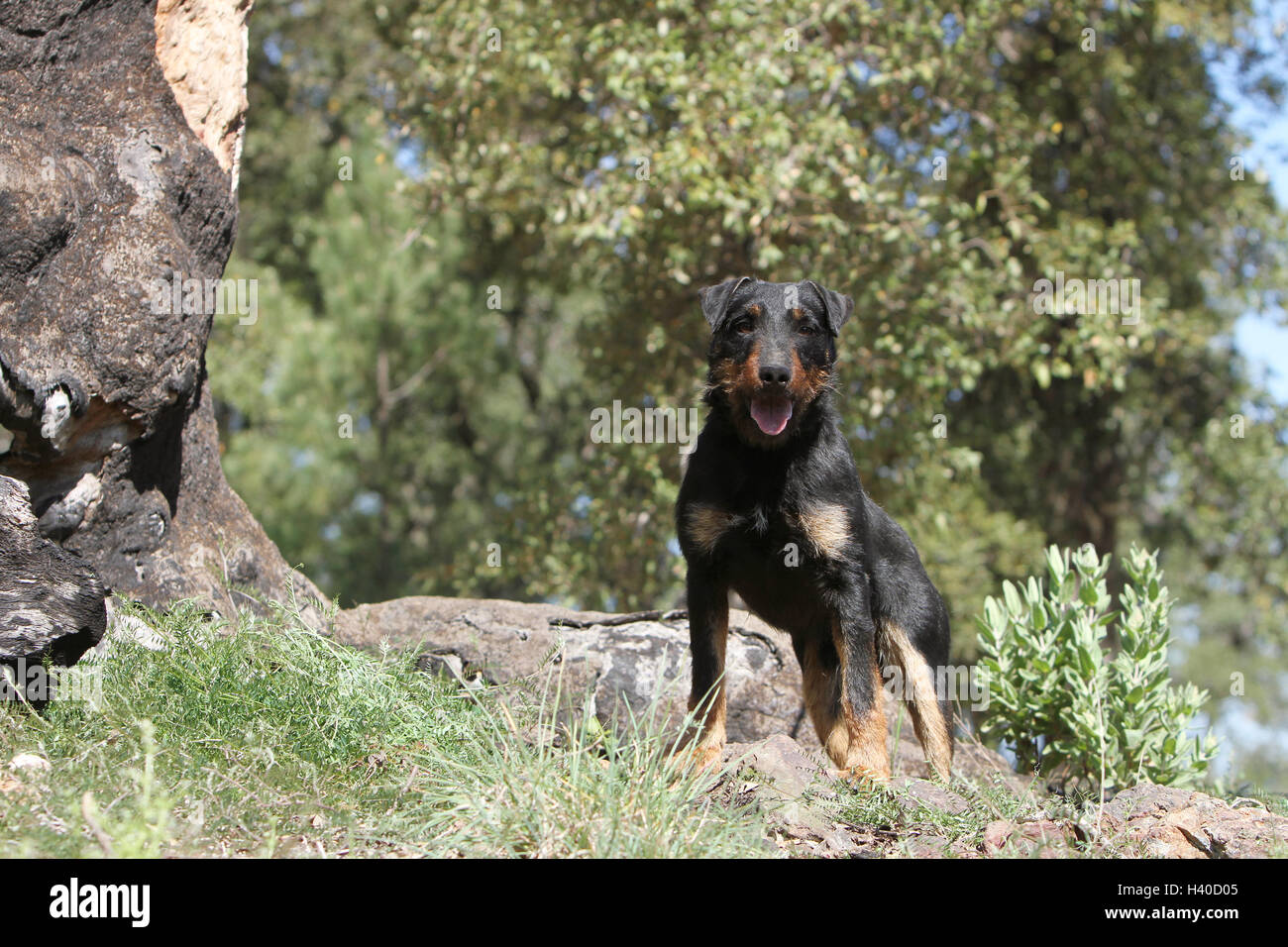 Jagd terrier Banque de photographies et d’images à haute résolution - Alamy