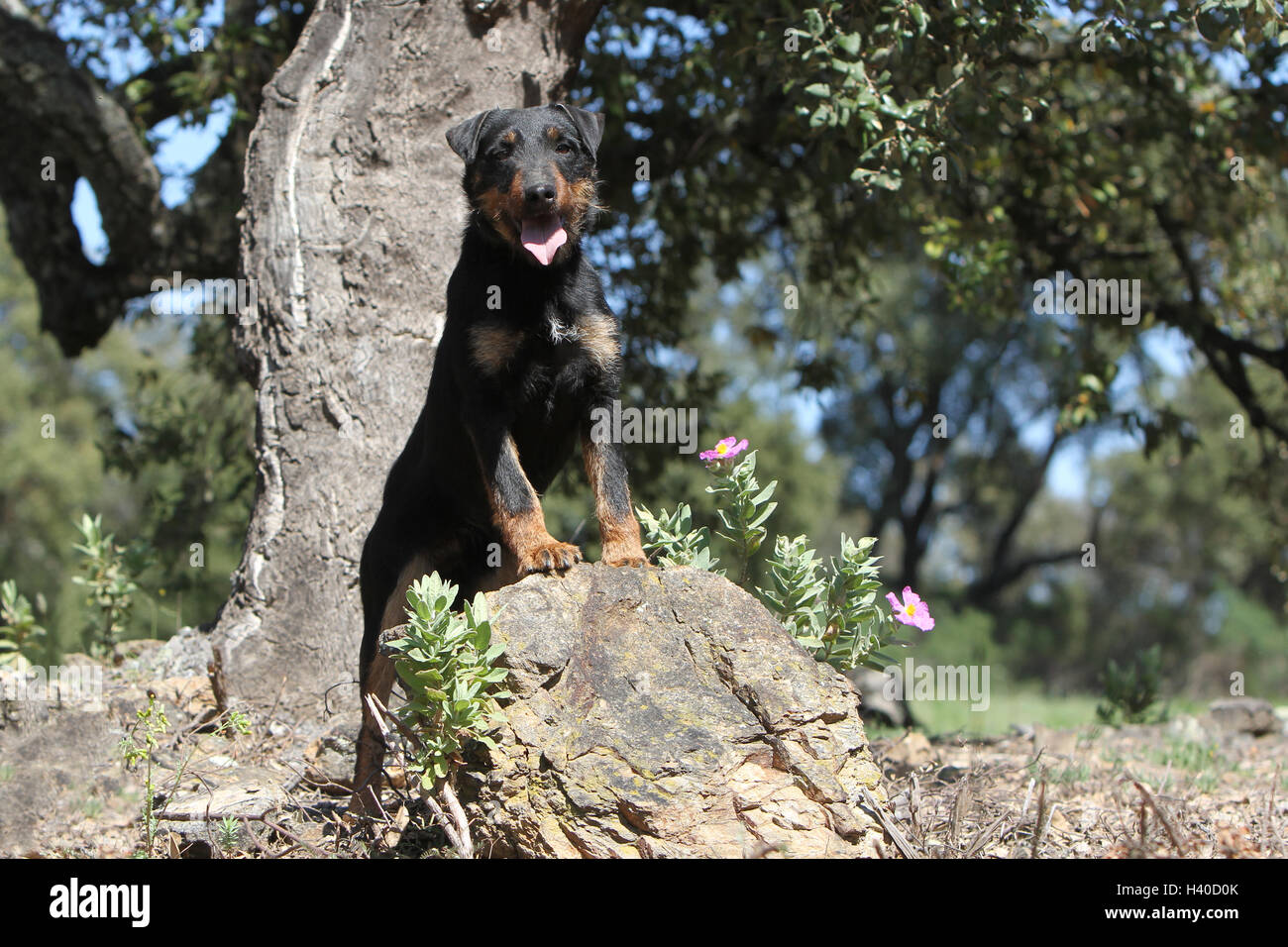 Jagd terrier Banque de photographies et d’images à haute résolution - Alamy