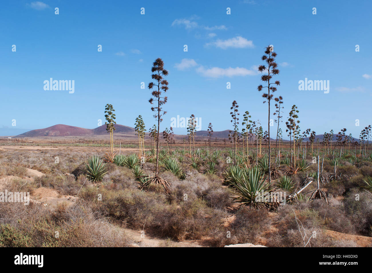 Vegetation volcanoes Banque de photographies et d’images à haute ...