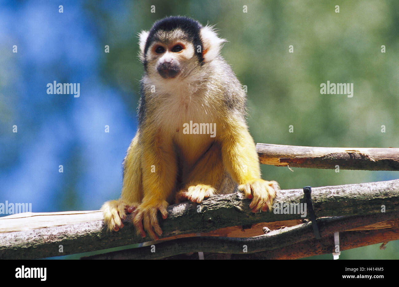 Petite tête de mort, des singes Saimiri sciureus, s'asseoir, de la ...