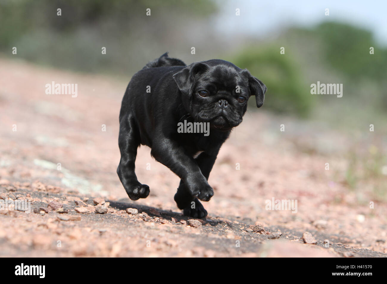 Carlin carlins chien chiens animal de compagnie Banque de photographies ...