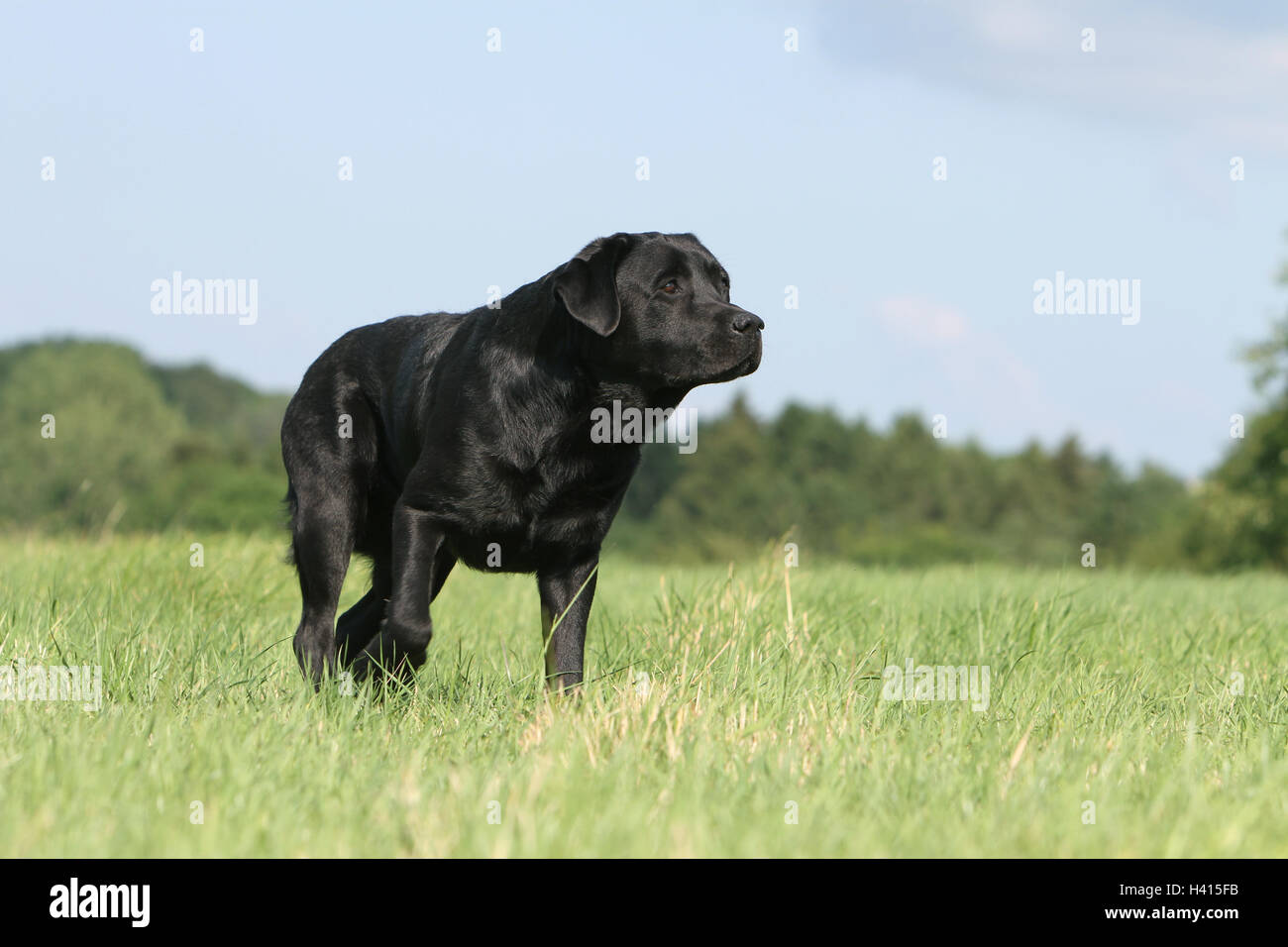 Profil labrador Banque de photographies et d’images à haute résolution ...