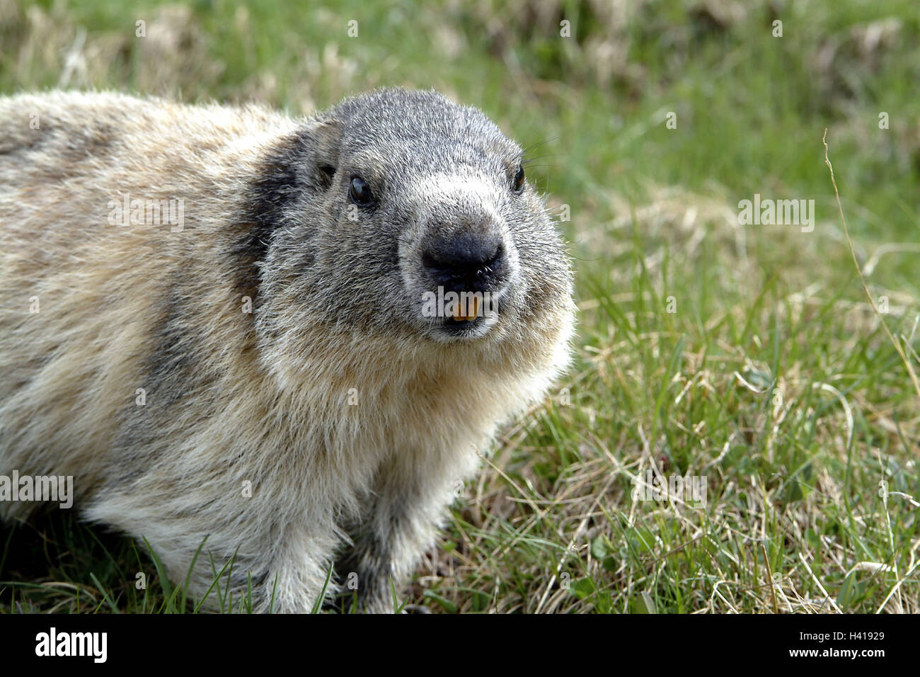 Montagne, prairie, ALP, la marmotte Marmota marmota, watchfulness ...