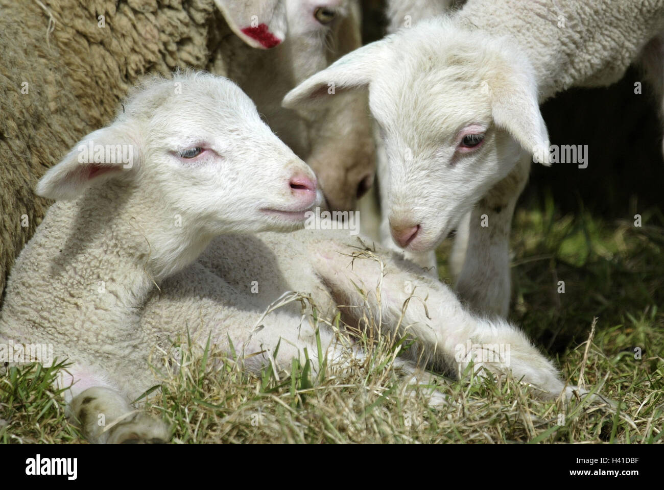 Mouton mérinos, mère animal, agneaux, détail, les animaux, les ...