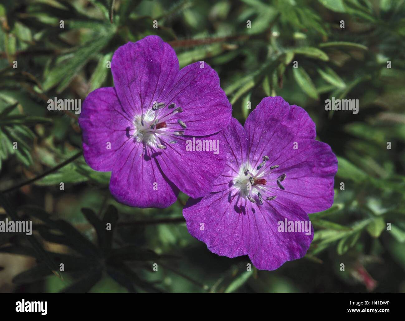 Bec de cigogne rouge sang Banque de photographies et d’images à haute ...