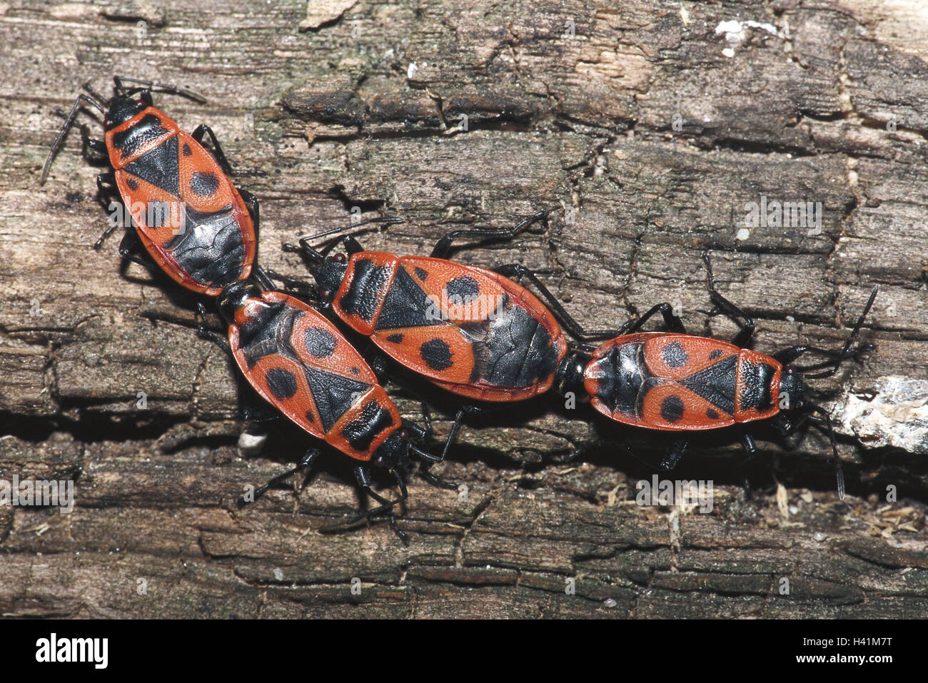 L'écorce, détail, fire bugs, Pyrrhocoris apterus, nature, arbre, l ...