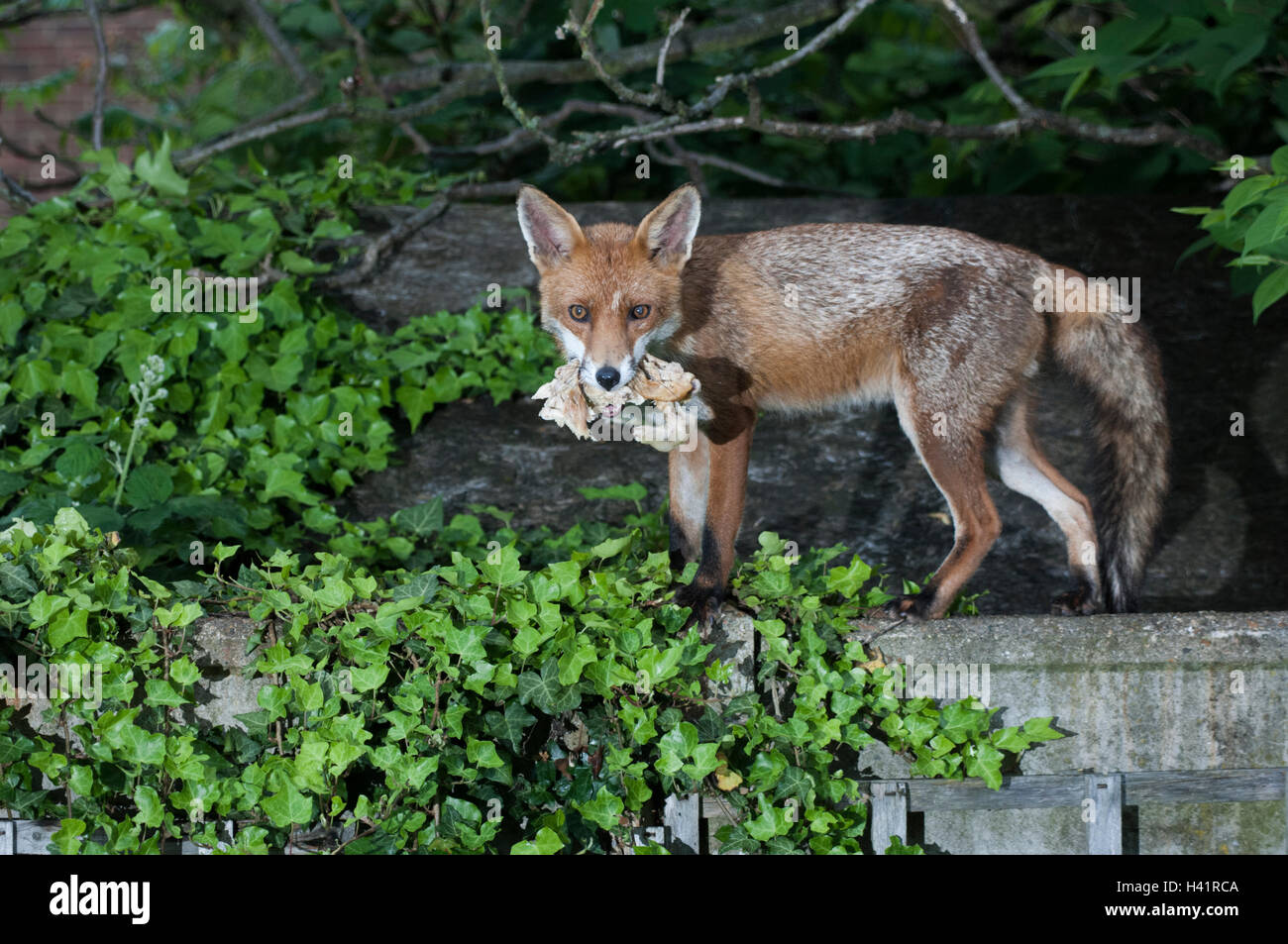 Alimentation du renard Banque de photographies et d’images à haute ...