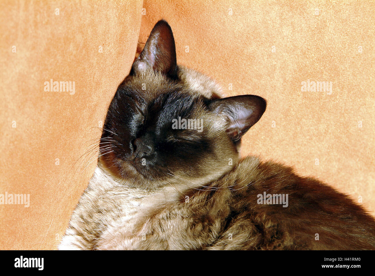 Chat au repos Banque de photographies et d’images à haute résolution ...