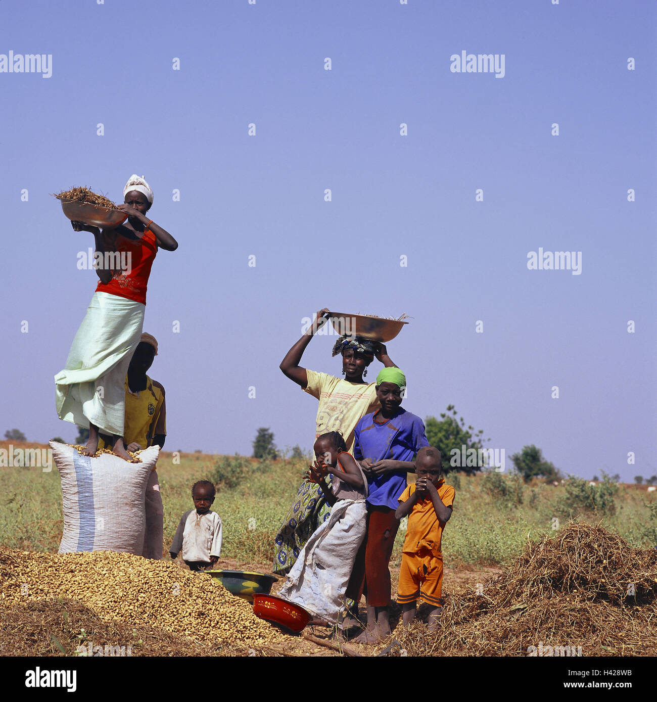 Arachide senegal champs Banque de photographies et d’images à haute ...