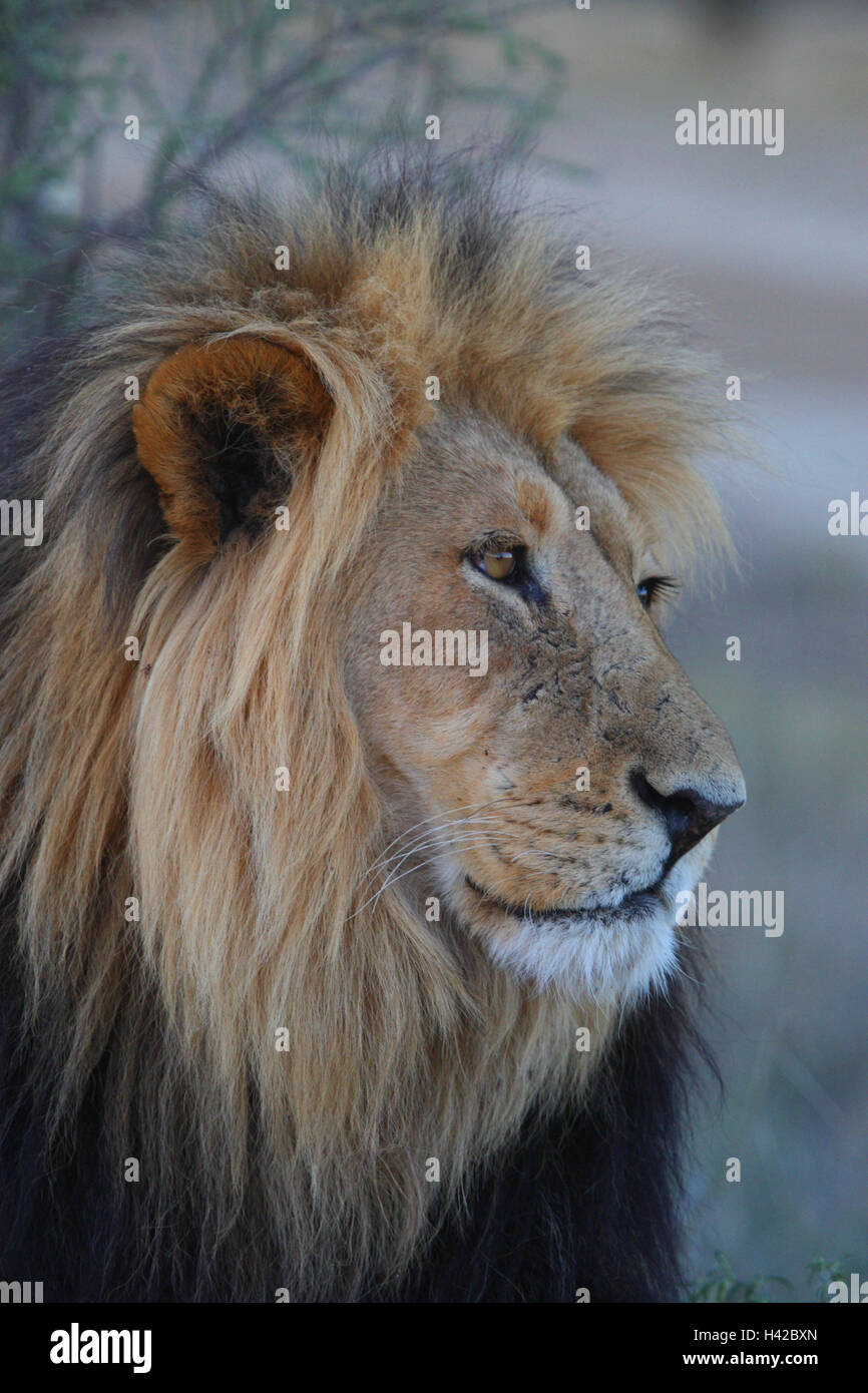 Homme lion Banque de photographies et d’images à haute résolution - Alamy