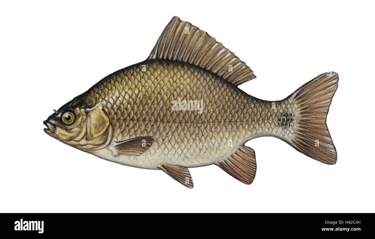 Illustration, Carassius carassius, Karausche, PAS LIBREMENT POUR L ...