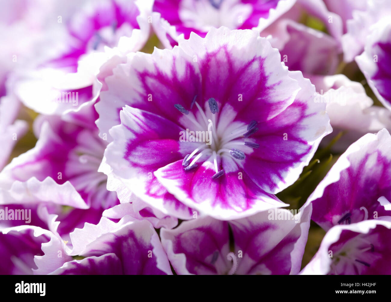 Fleurs de clou de girofle Banque de photographies et d’images à haute ...