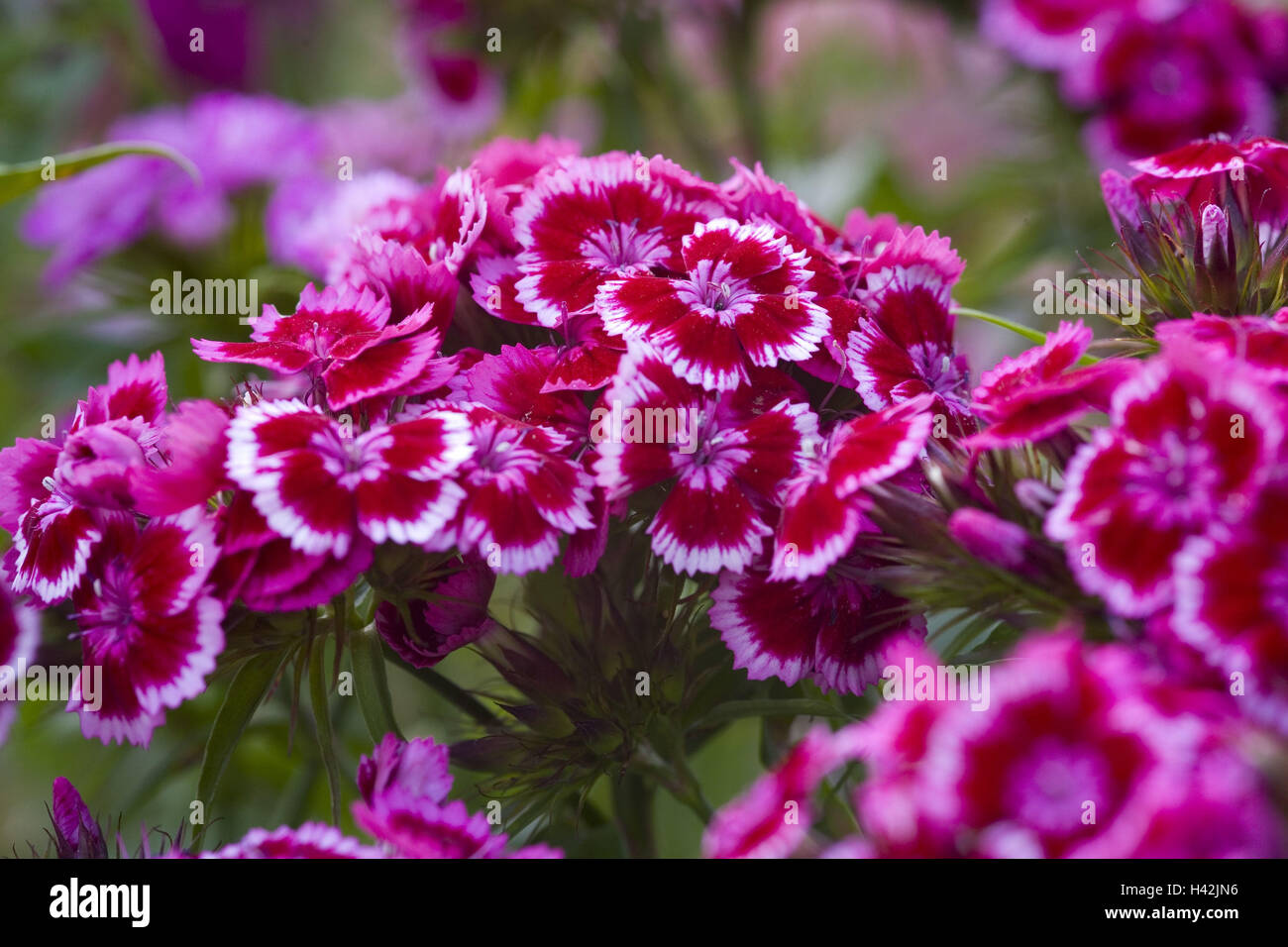 Fleurs de girofle Banque de photographies et d’images à haute ...