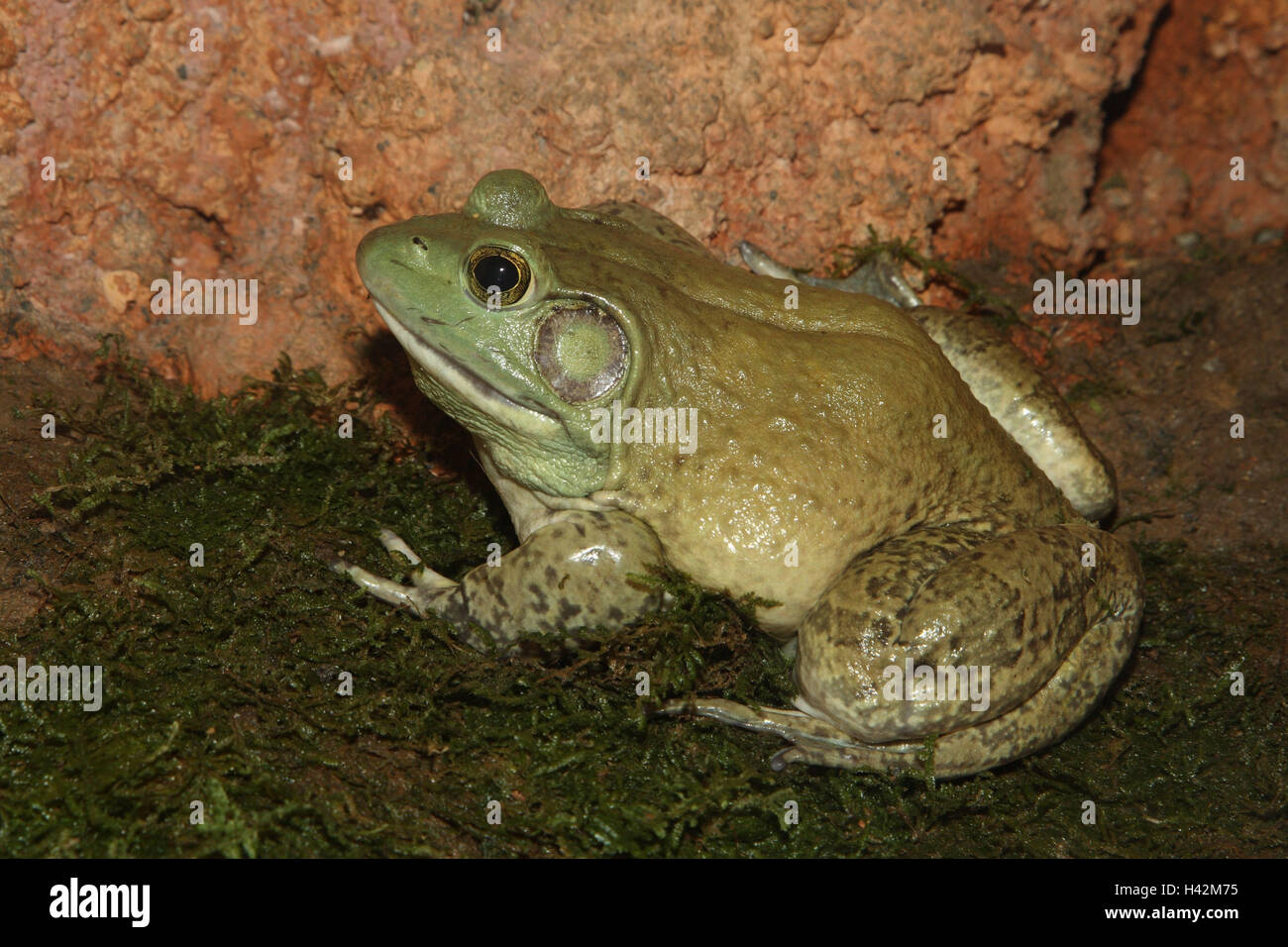 America bullfrog Banque de photographies et d’images à haute résolution ...