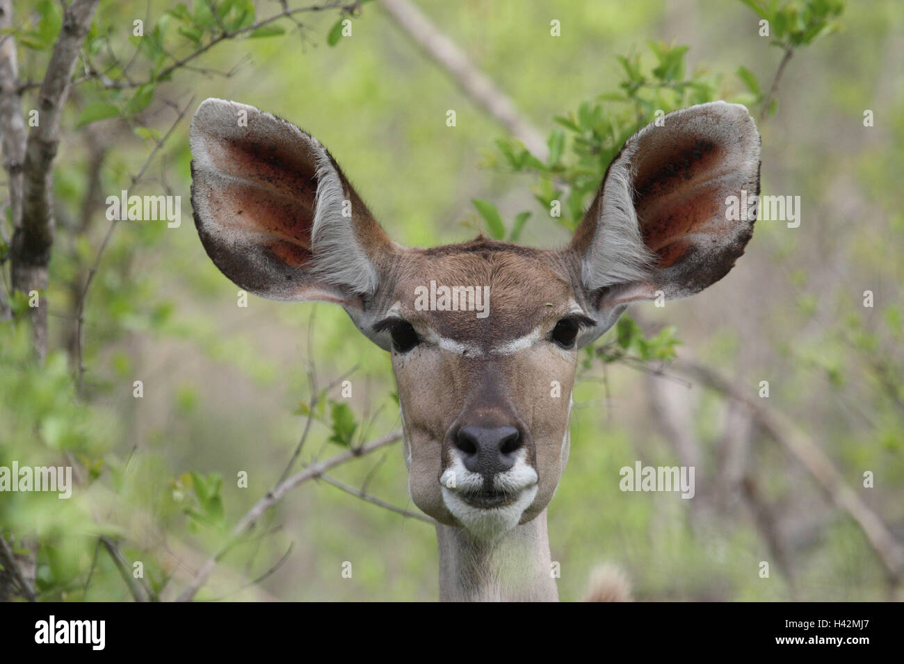 Portrait De Koudou Banque d'image et photos - Alamy