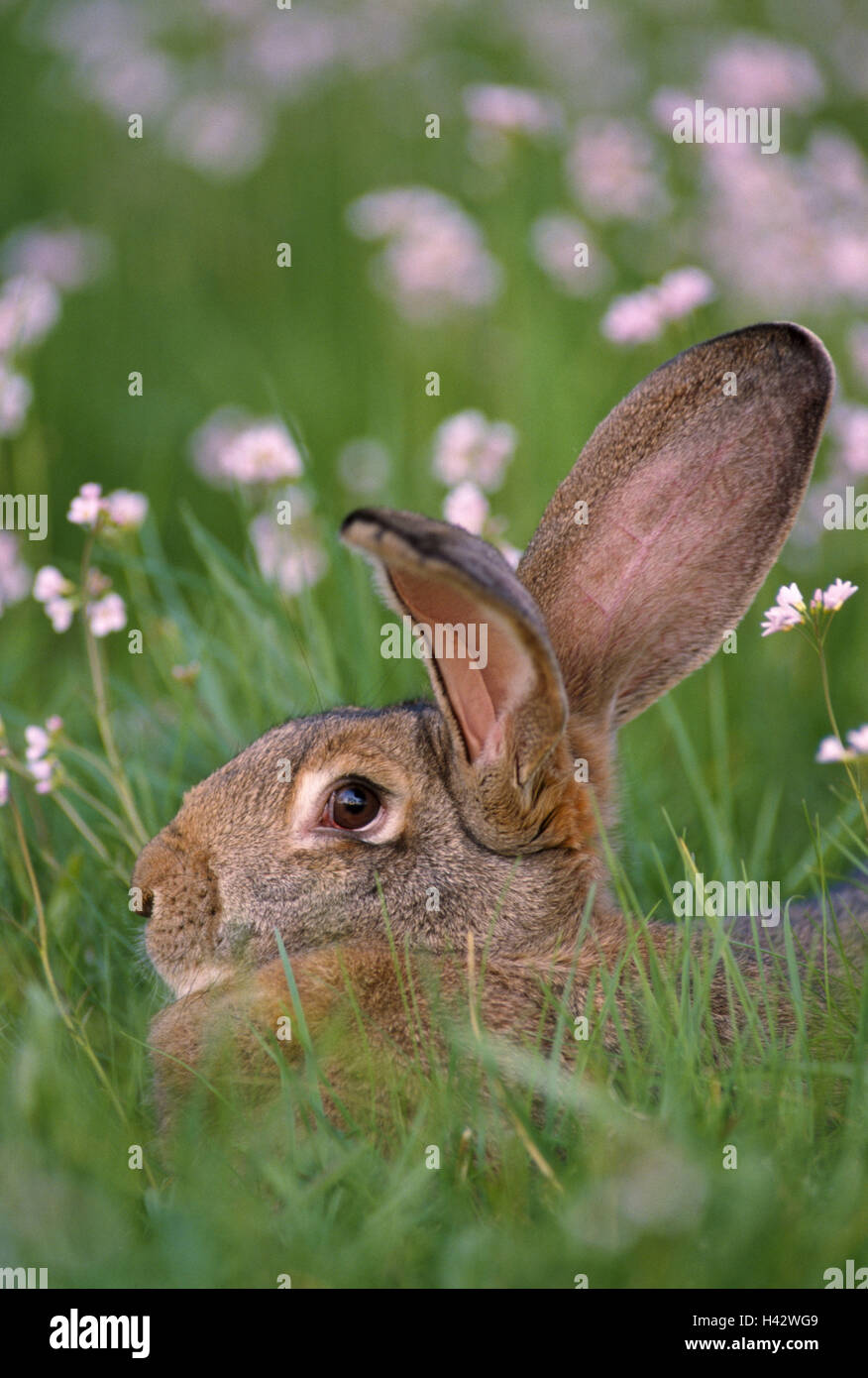 Lapin géant flamand Banque de photographies et d’images à haute ...