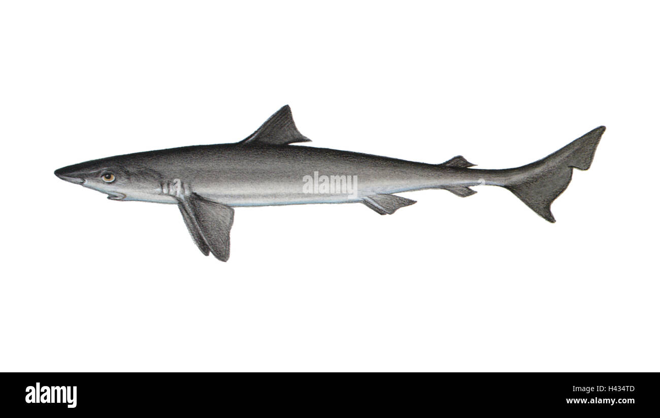 Requin Chien Banque d'image et photos - Alamy