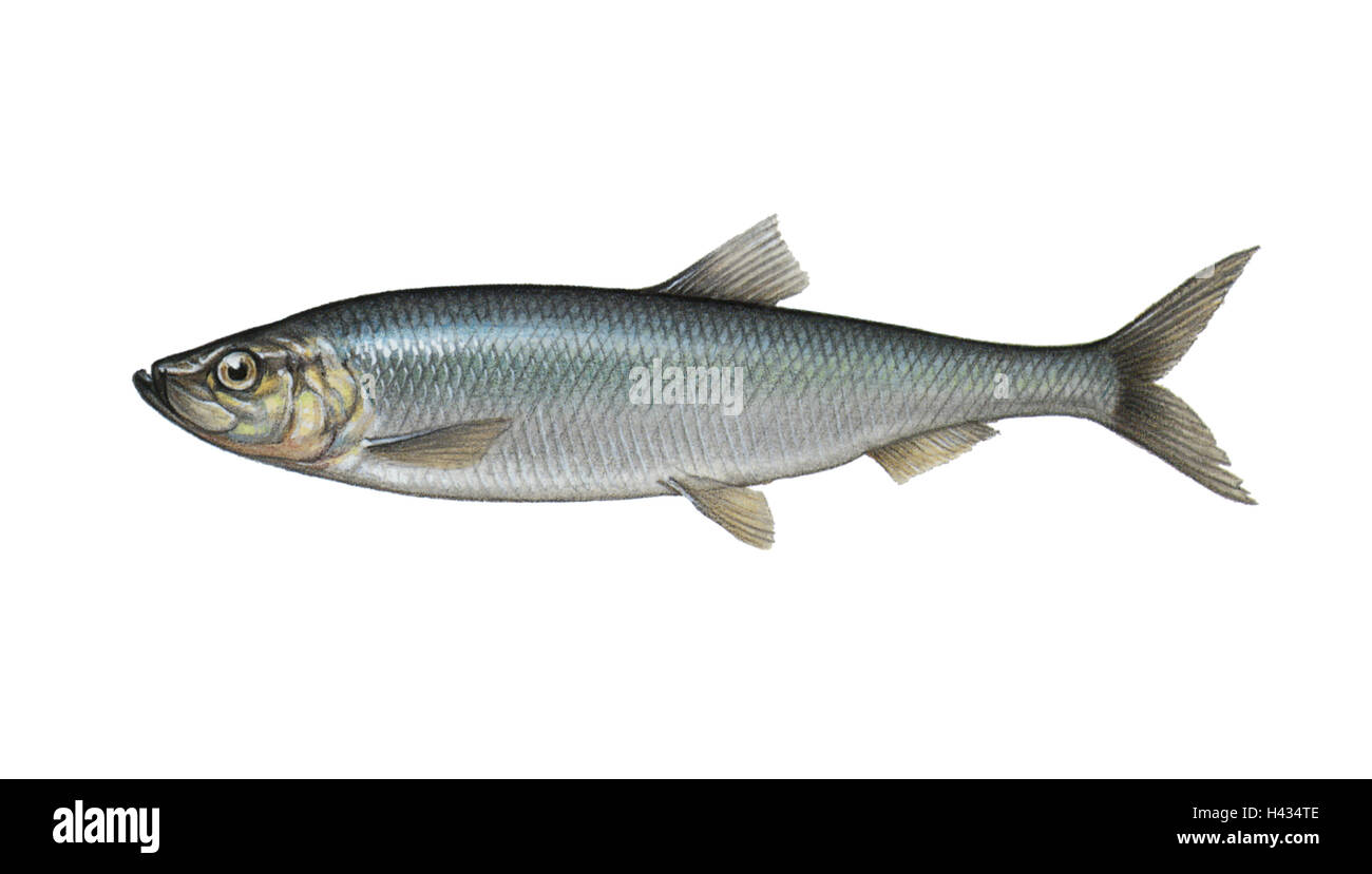 L'illustration, le hareng de l'Atlantique (Clupea harengus, PAS ...