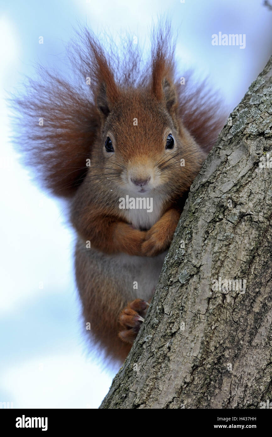 Les Écureuils, Sciurus vulgaris, arbre, grimper, détail, des animaux ...