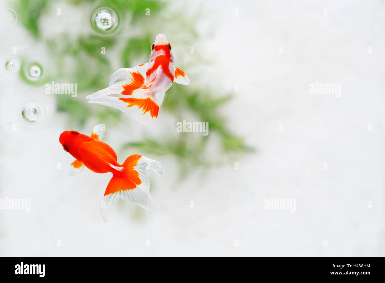 Bulle de poisson rouge Banque de photographies et d’images à haute ...