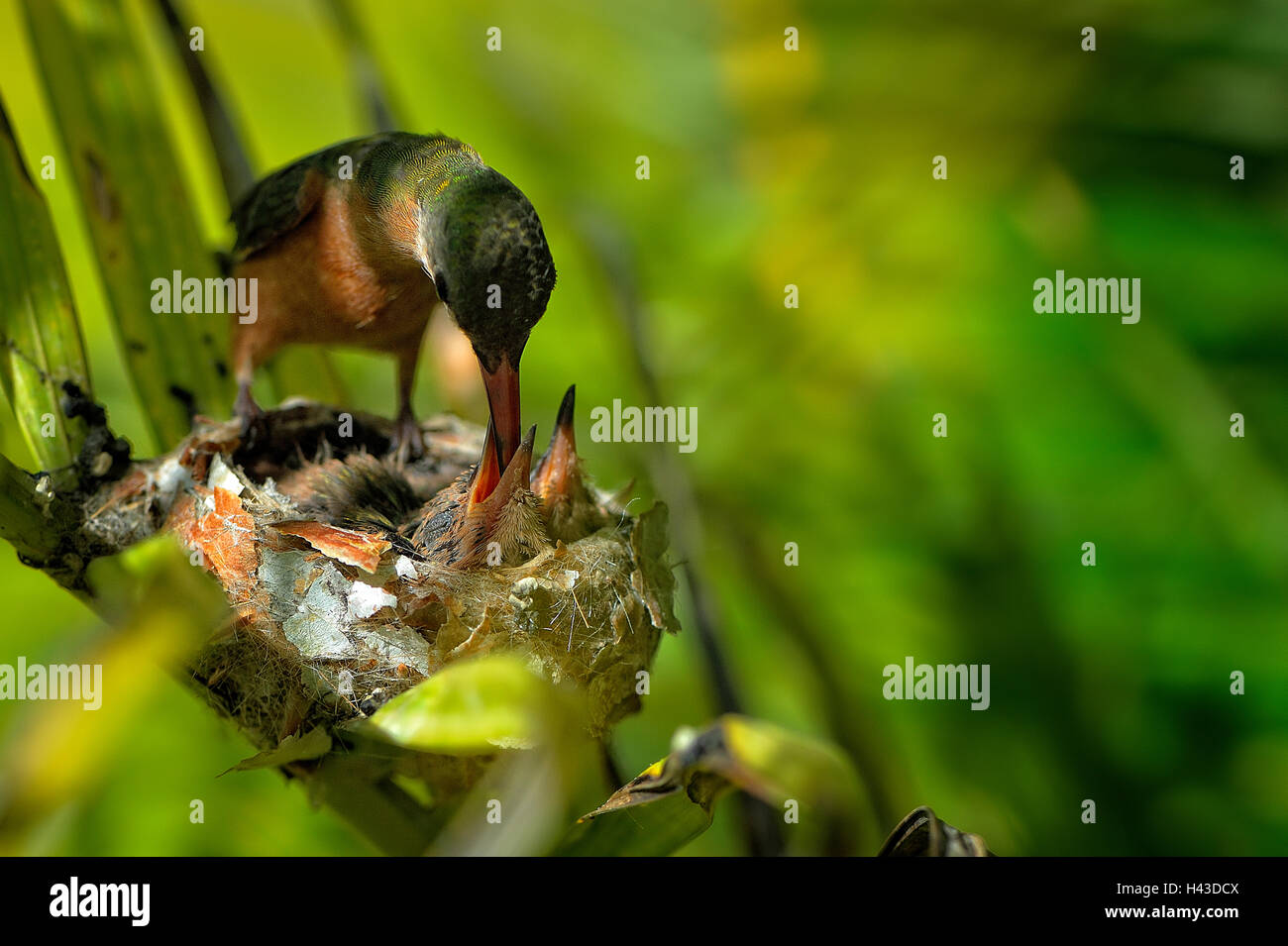 Nid de colibris Banque de photographies et d’images à haute résolution ...