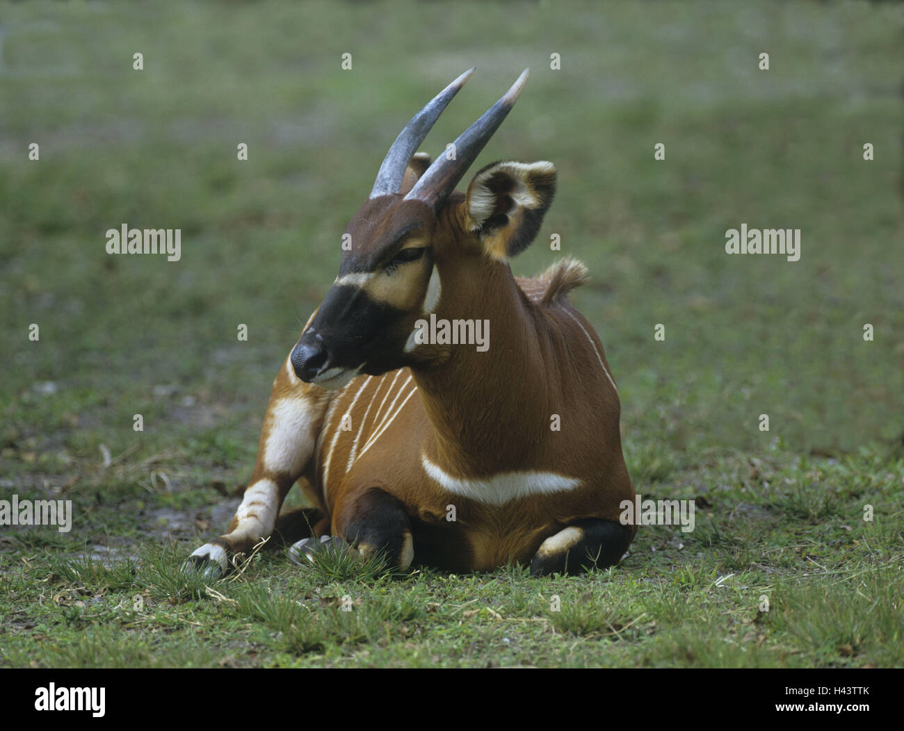 L'Afrique, de l'antilope bongo, Tragelaphus eurycerus,, prairie ...