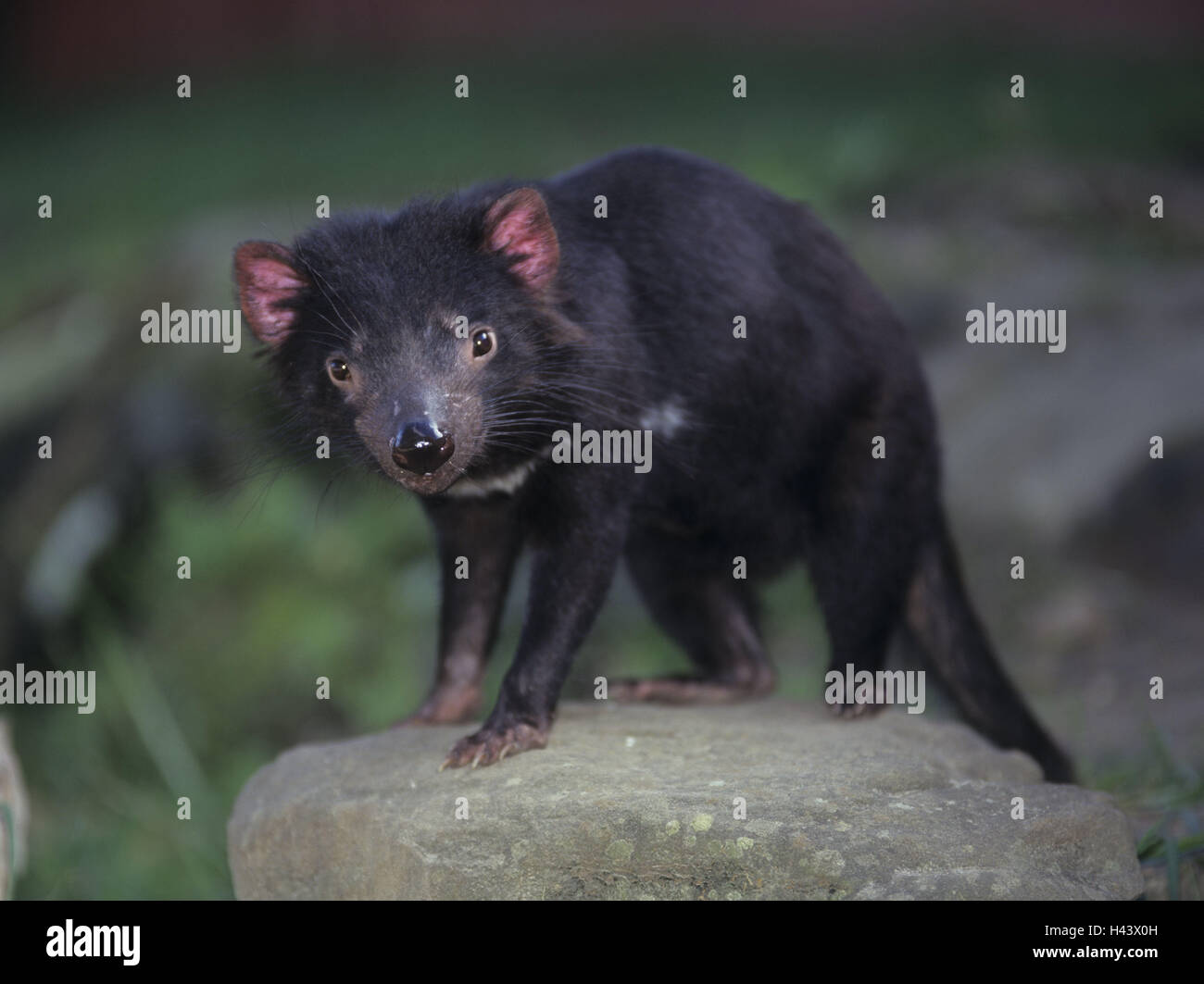 Diable de Tasmanie, Australie, Sacrophilus harrisi, monde animal, la ...
