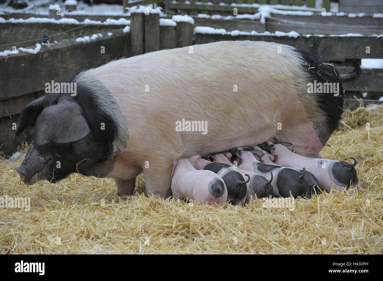 élevage de cochons Banque de photographies et d’images à haute ...
