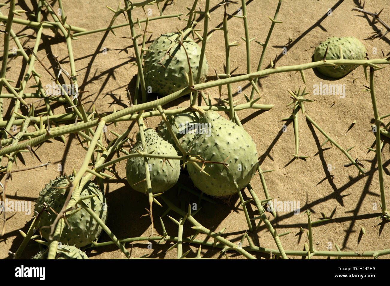 Nara fruits Banque de photographies et d’images à haute résolution - Alamy