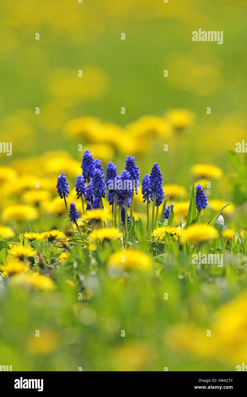 Muscari botryoides Banque de photographies et d’images à haute ...