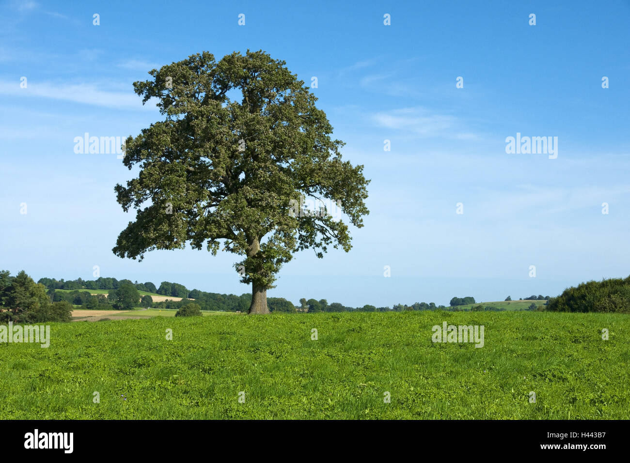 Quercus robur family Banque de photographies et d’images à haute ...
