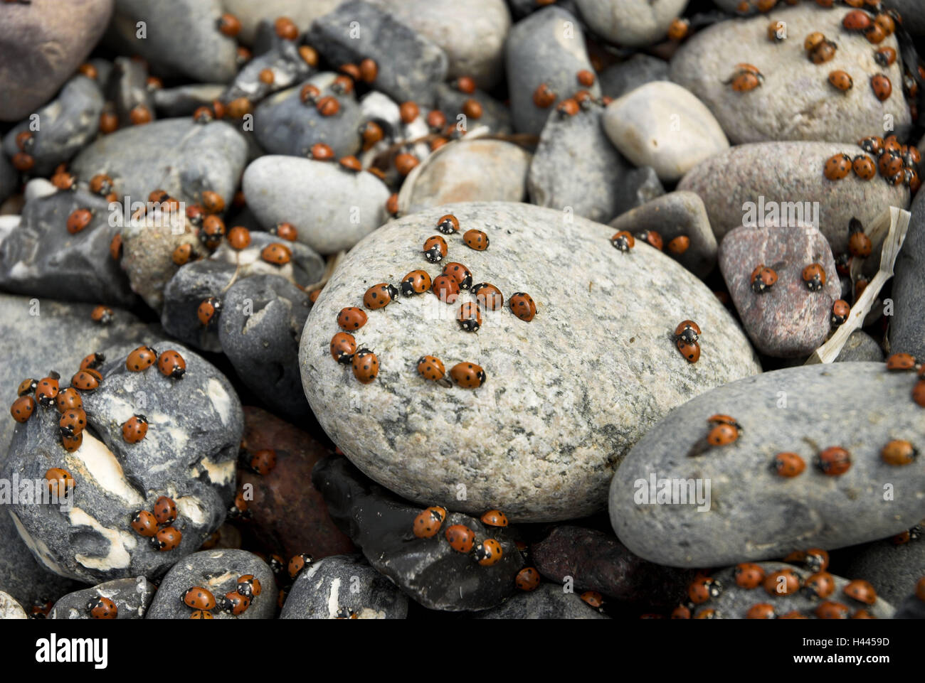 Coccinelle sur des pierres, de la plage, l'invasion, ravageur, 7 points ...