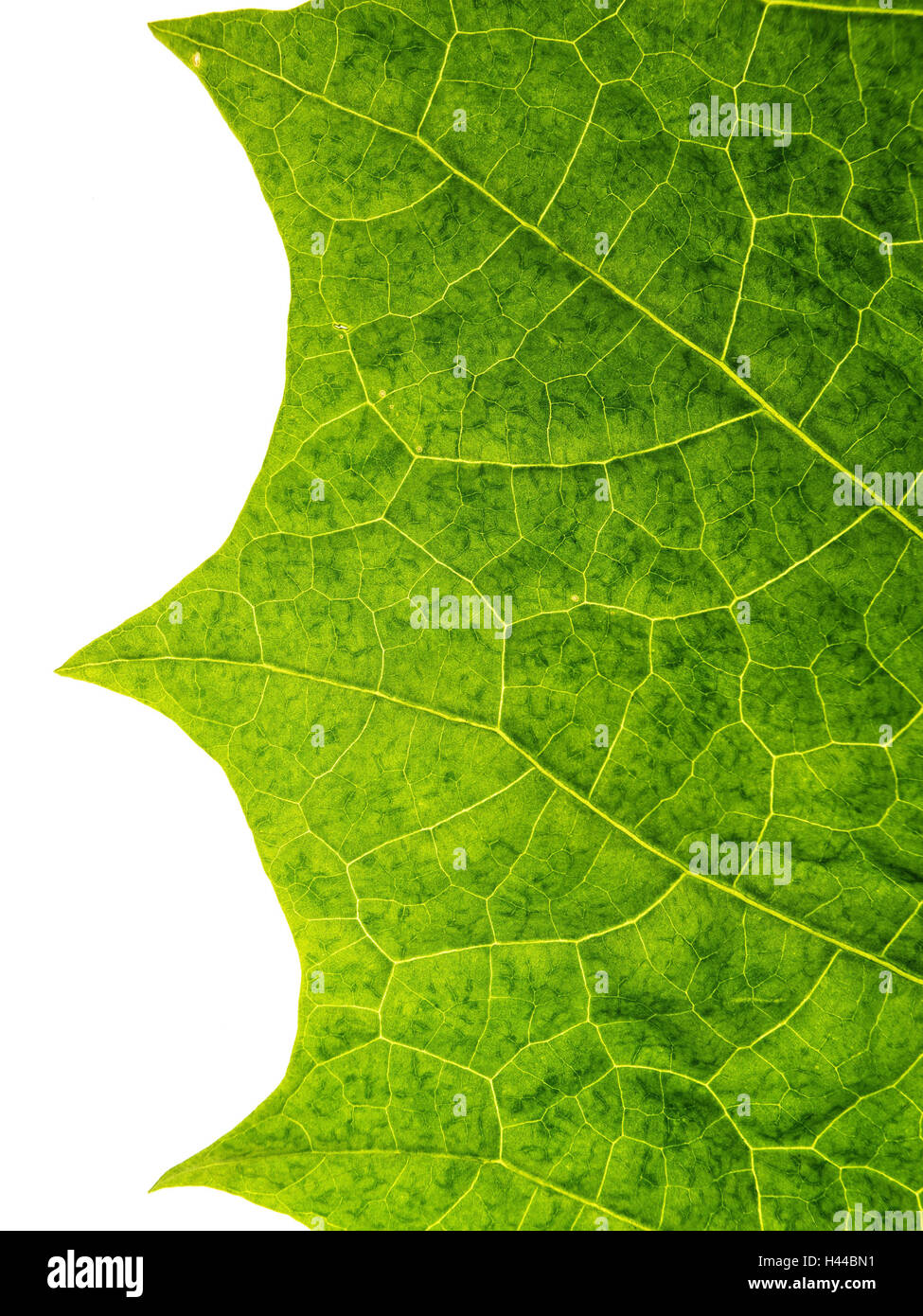 Structure des nervures des feuilles Banque de photographies et d’images ...