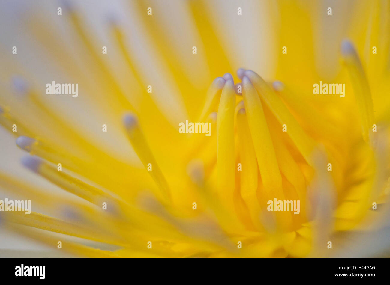 Fleur de Lotus égyptien Nymphæa Lotos, blossom, Close up, plante, fleur ...