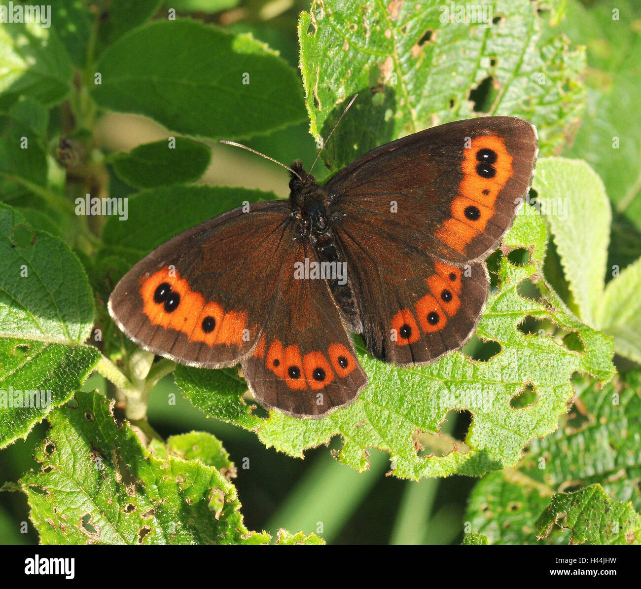 White moors Banque de photographies et d’images à haute résolution - Alamy
