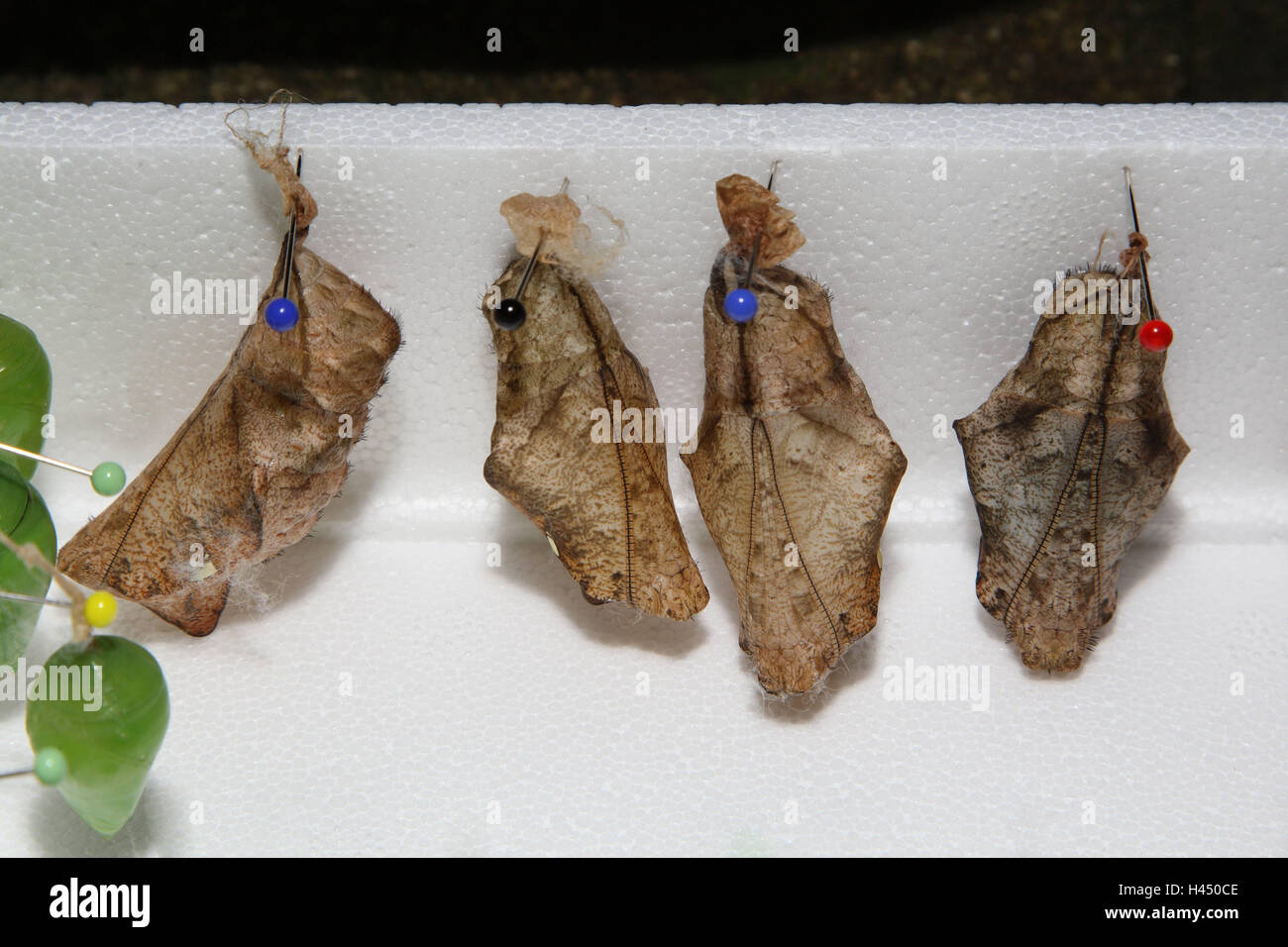 Les poupées de papillon, de répartition des cas, détail, papillon ...