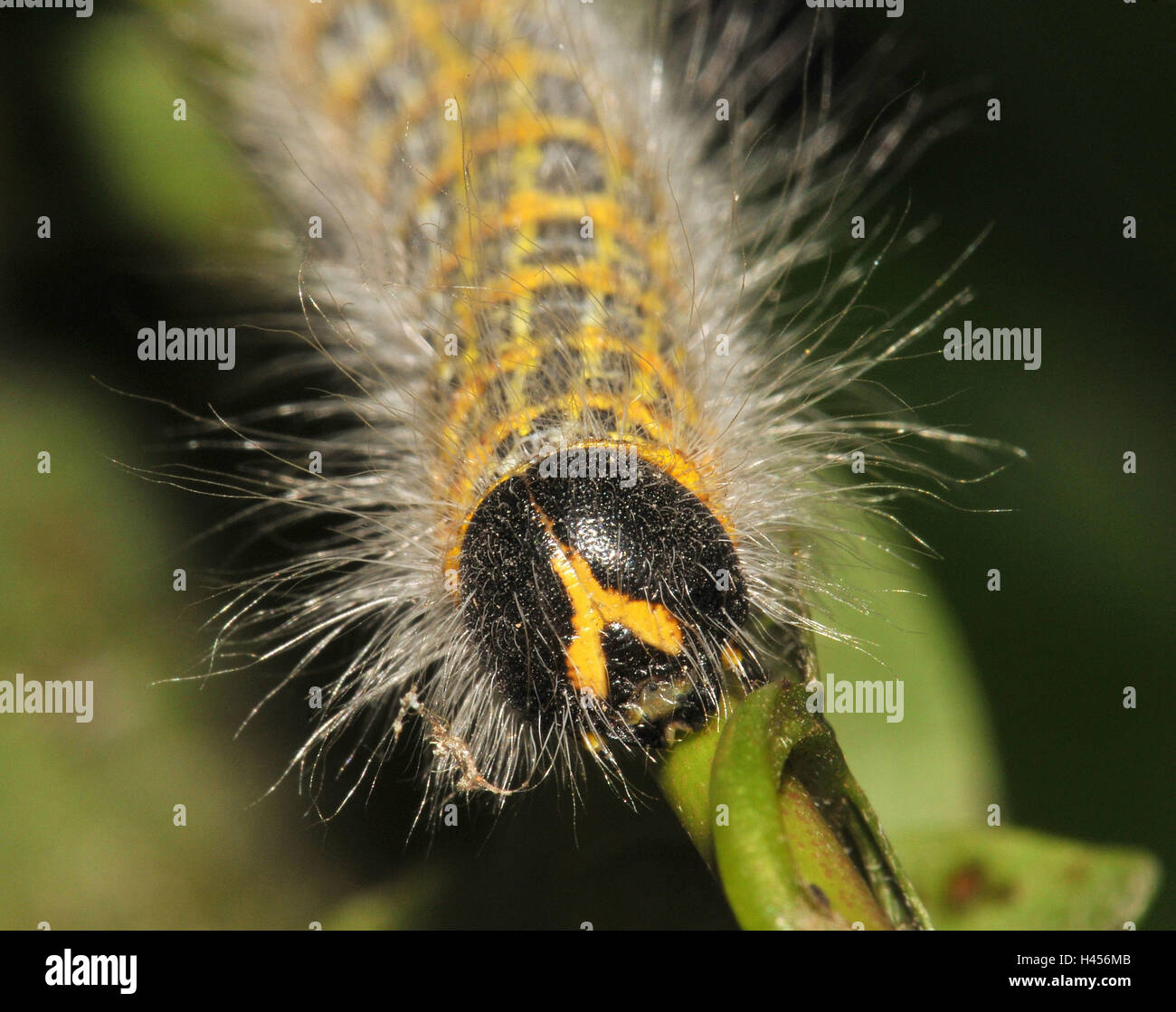 Buff tip moth caterpillar Banque de photographies et d’images à haute ...