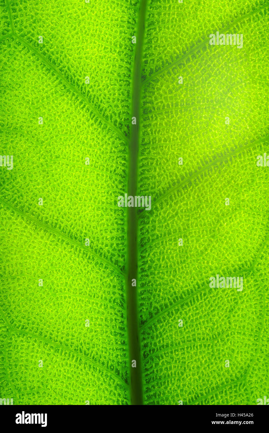 Structure des nervures des feuilles Banque de photographies et d’images ...