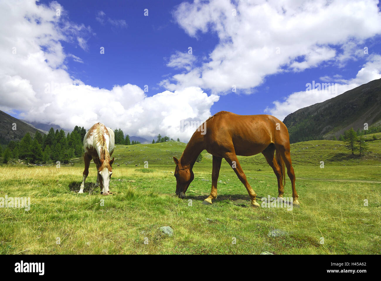 L'Italie, le Tyrol du Sud, Ultental, paysage de montagnes, de prairies ...