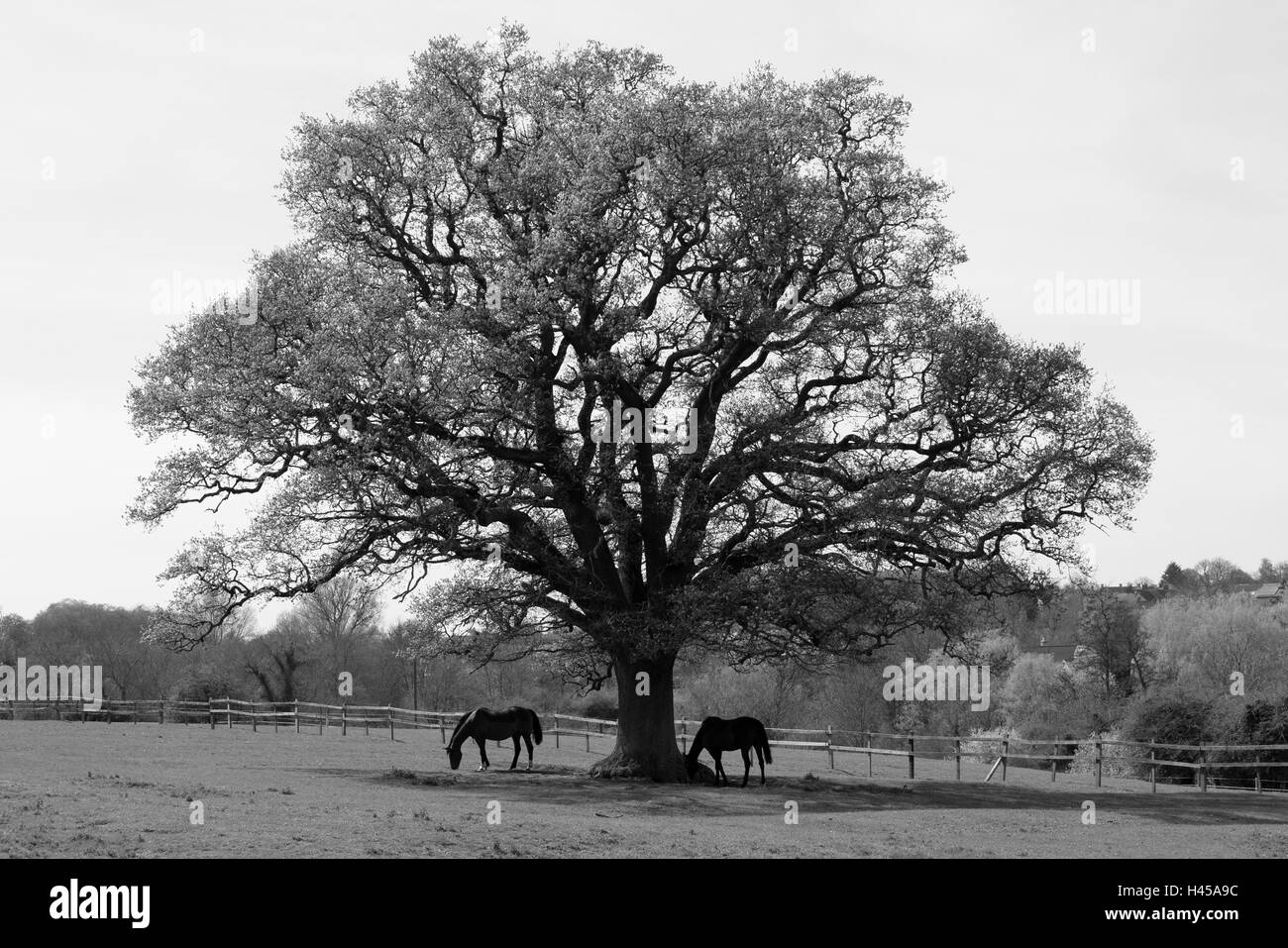Chevaux sous un arbre Banque de photographies et d’images à haute ...